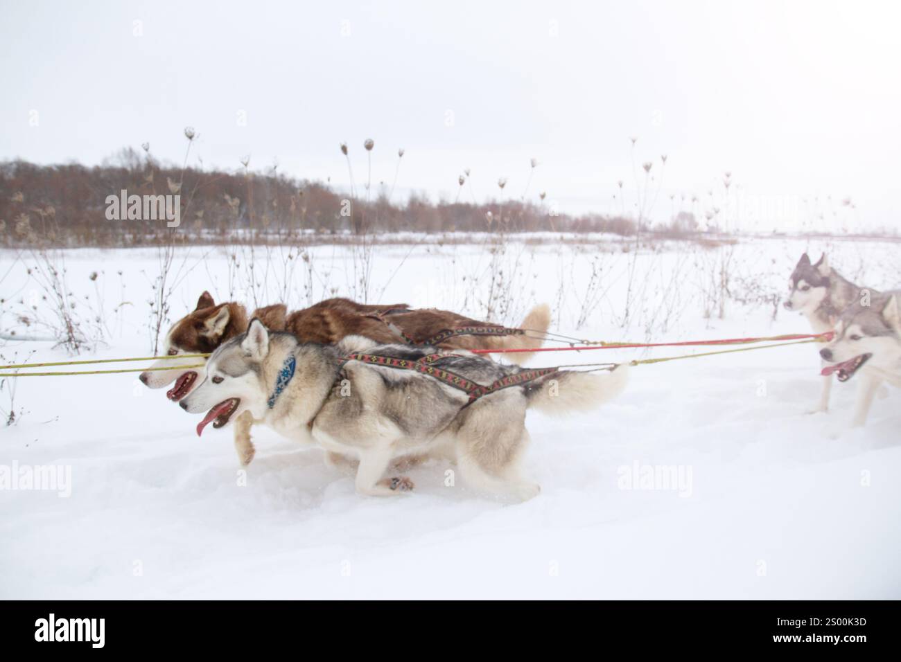 Huskies pull a sled through deep snow, winter activities, holidays ...