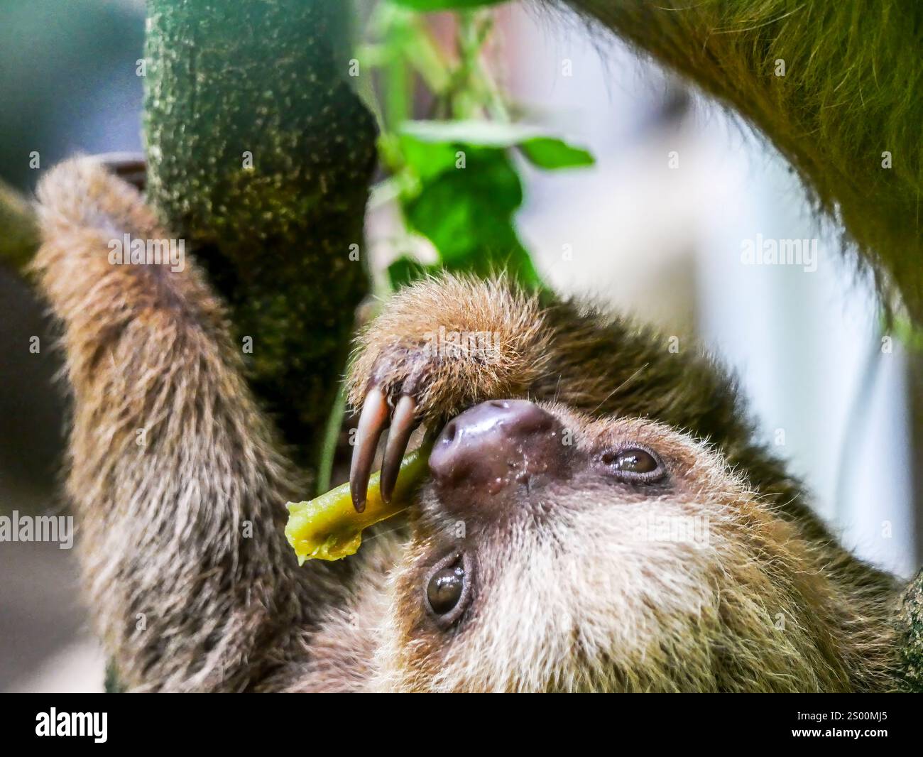 The face of a Hoffmann's two-fingered sloth (Choloepus hoffmani ...