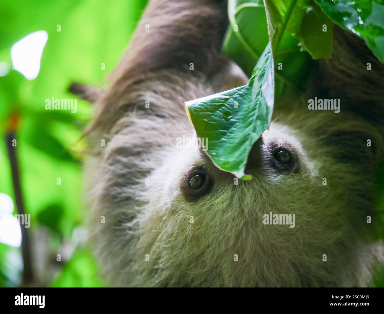 The face of a Hoffmann's two-fingered sloth (Choloepus hoffmani ...