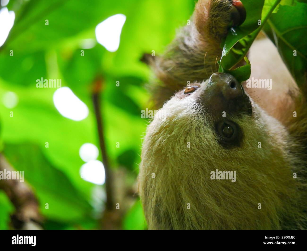 The face of a Hoffmann's two-fingered sloth (Choloepus hoffmani ...