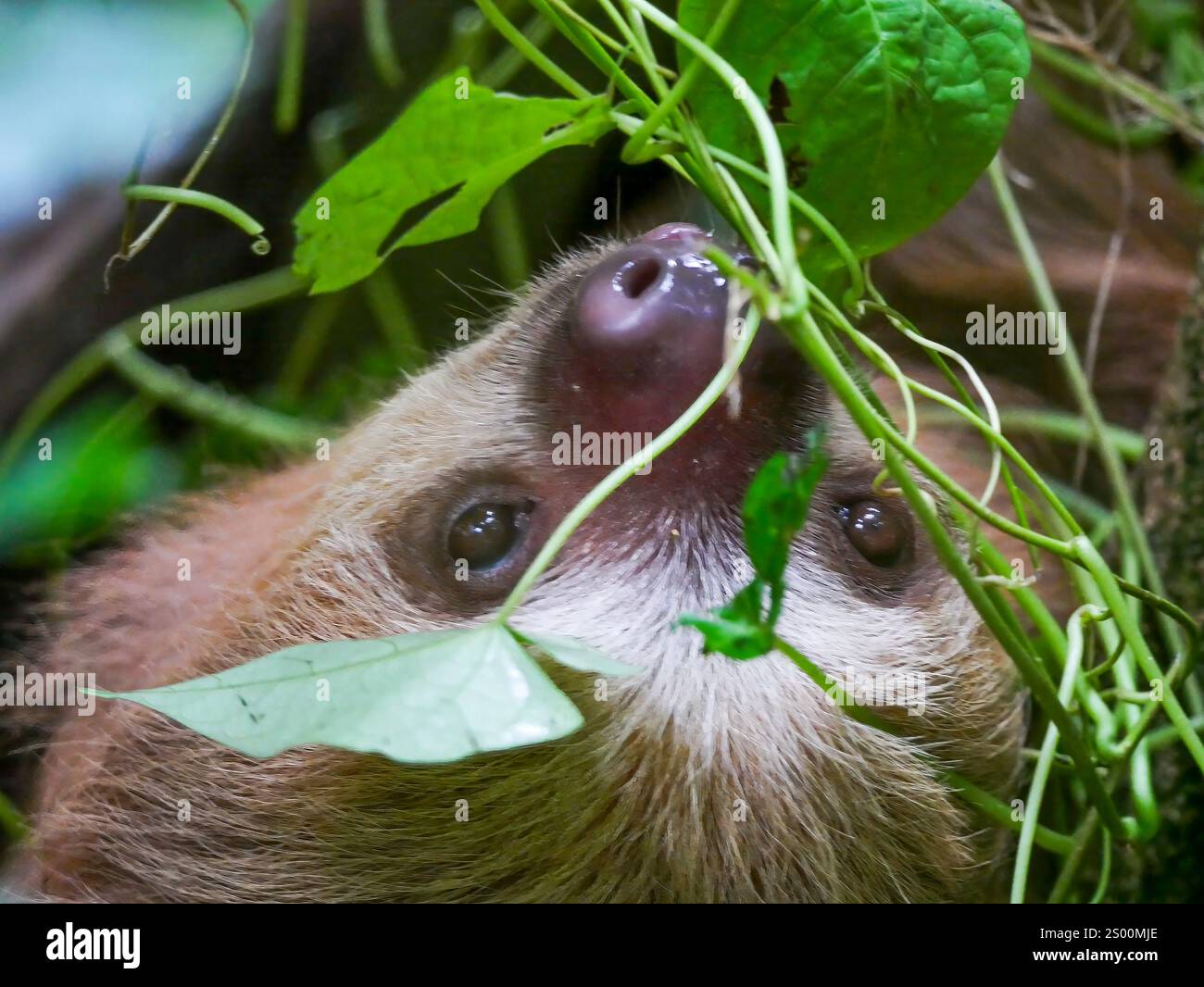 The face of a Hoffmann's two-fingered sloth (Choloepus hoffmani ...