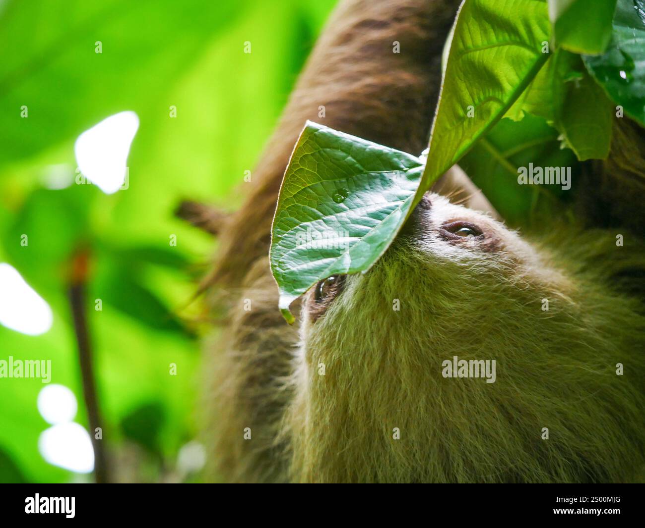 The face of a Hoffmann's two-fingered sloth (Choloepus hoffmani ...