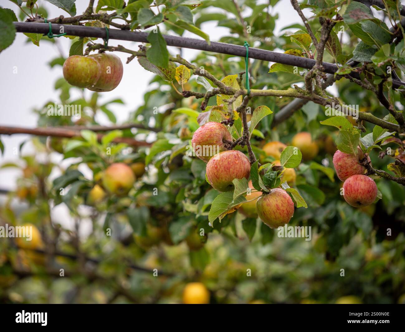 Lush apple trees are filled with ripe fruit ready for harvest in an ...