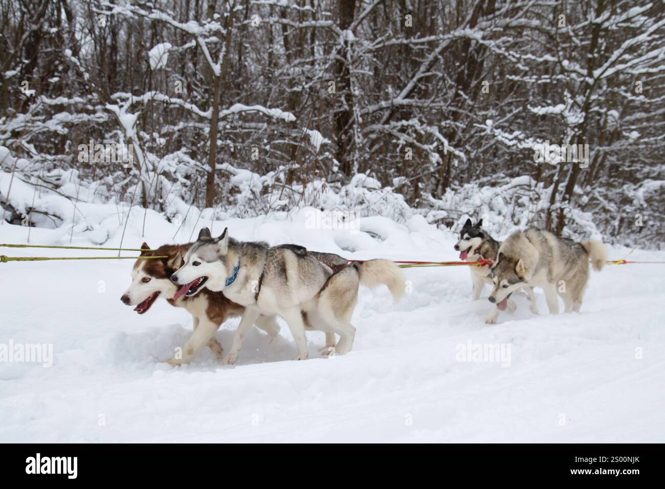 dogs pull a sled through deep snow , winter activities, holidays Stock ...