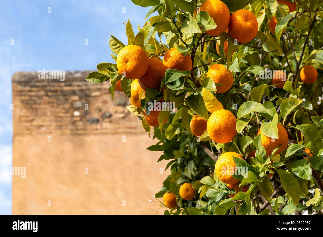 Close up view of an orange tree filled with ripe orange colored fruit ...