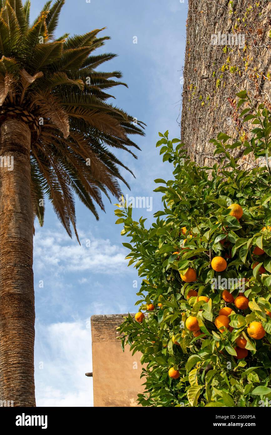 Vertical view of an orange tree filled with ripe orange colored fruit ...