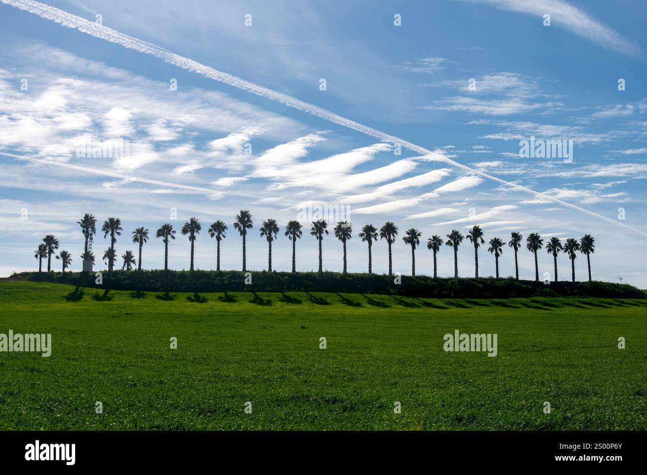 Long row of silhouette palm trees throwing long shadow on green field ...