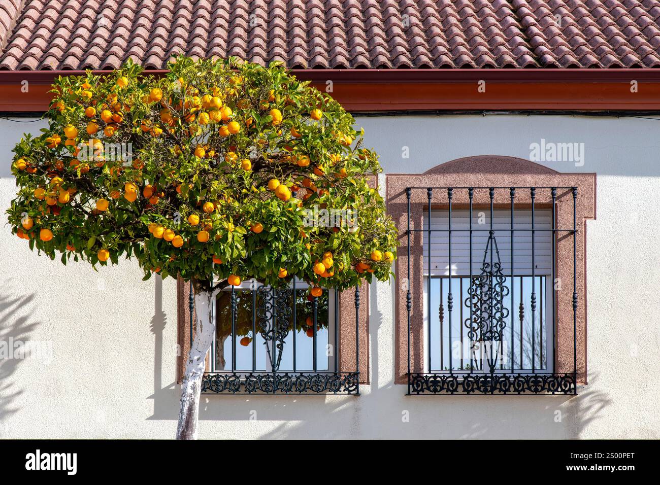 Tree in sun full of ripe oranges in front of white façade of a typical ...