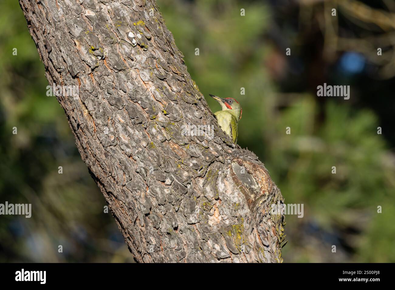 The European Green Woodpecker, an insectivorous bird feeding on ants ...