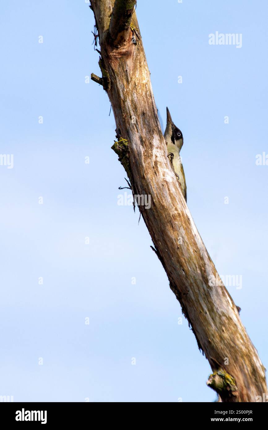 The European Green Woodpecker, an insectivorous bird feeding on ants ...