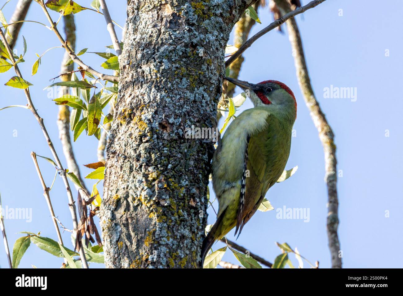 The European Green Woodpecker, an insectivorous bird feeding on ants ...