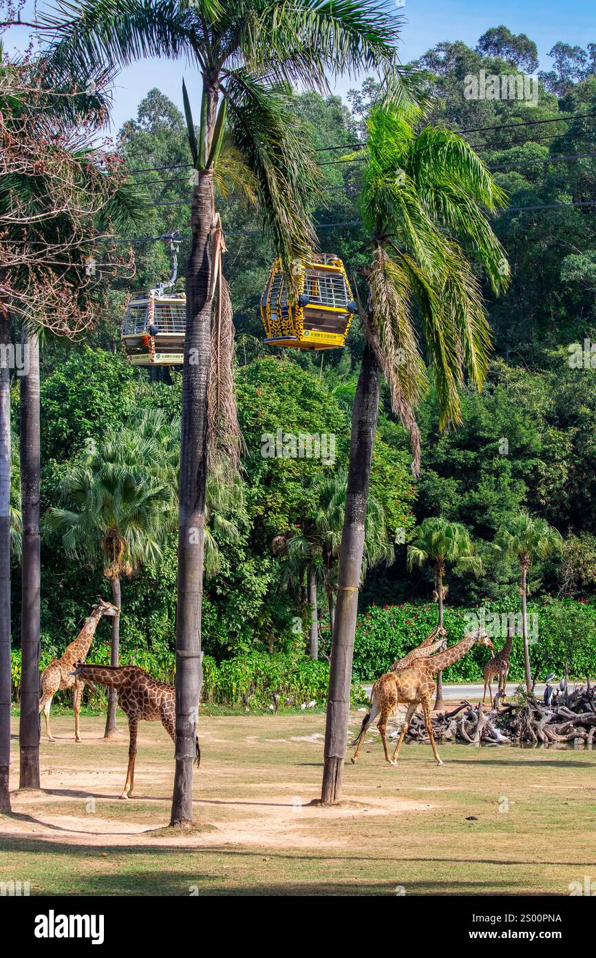 GuangZhou China 16th Dec 2024: The African Safari Zone at Chimelong ...