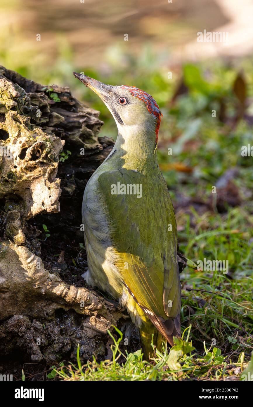 The European Green Woodpecker, an insectivorous bird feeding on ants ...