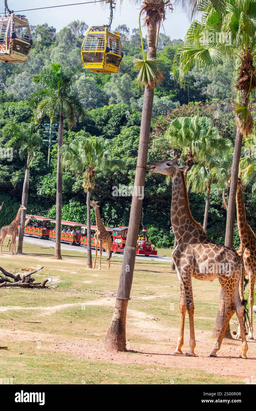 GuangZhou China 16th Dec 2024: The African Safari Zone at Chimelong ...