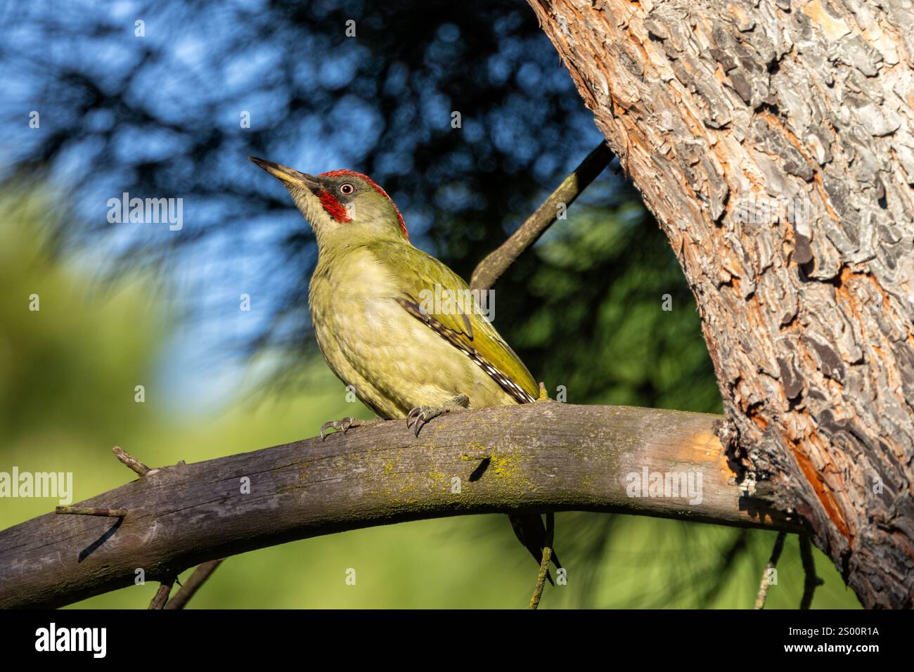 The European Green Woodpecker, an insectivorous bird feeding on ants ...