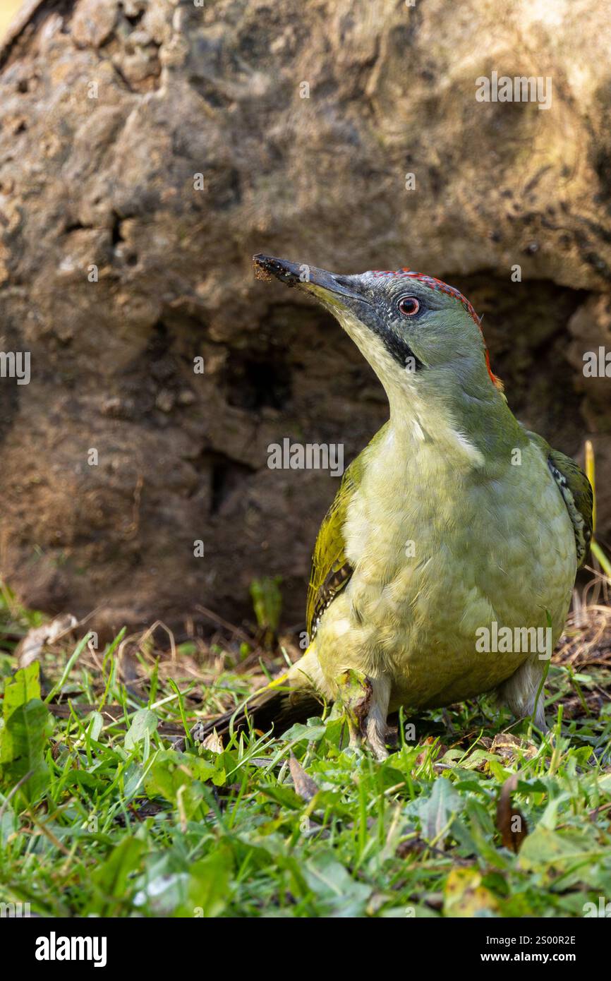 The European Green Woodpecker, an insectivorous bird feeding on ants ...