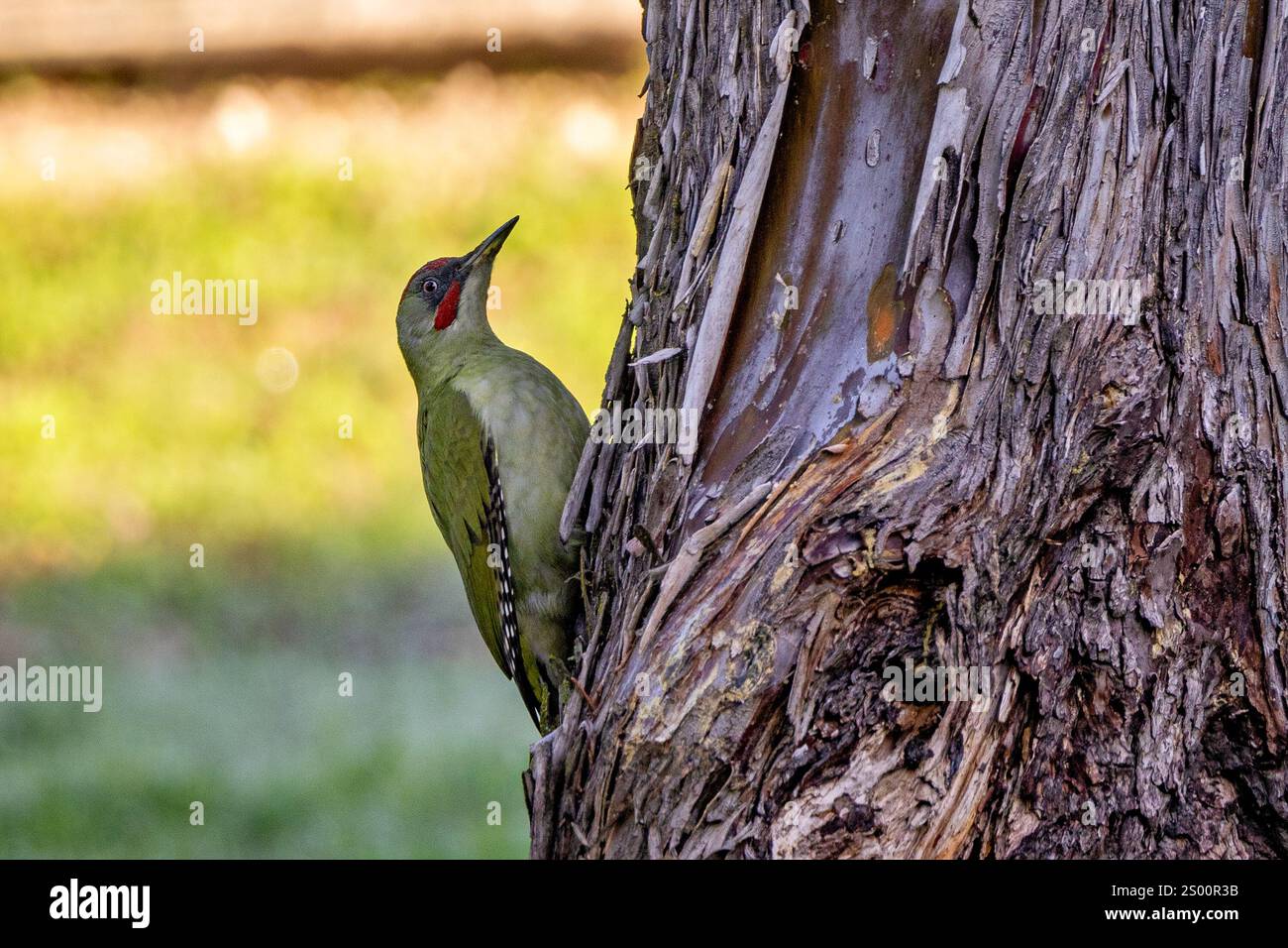 The European Green Woodpecker, an insectivorous bird feeding on ants ...