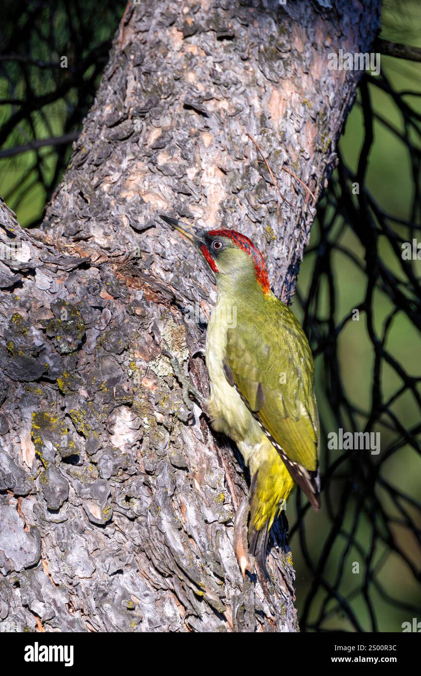 The European Green Woodpecker, an insectivorous bird feeding on ants ...