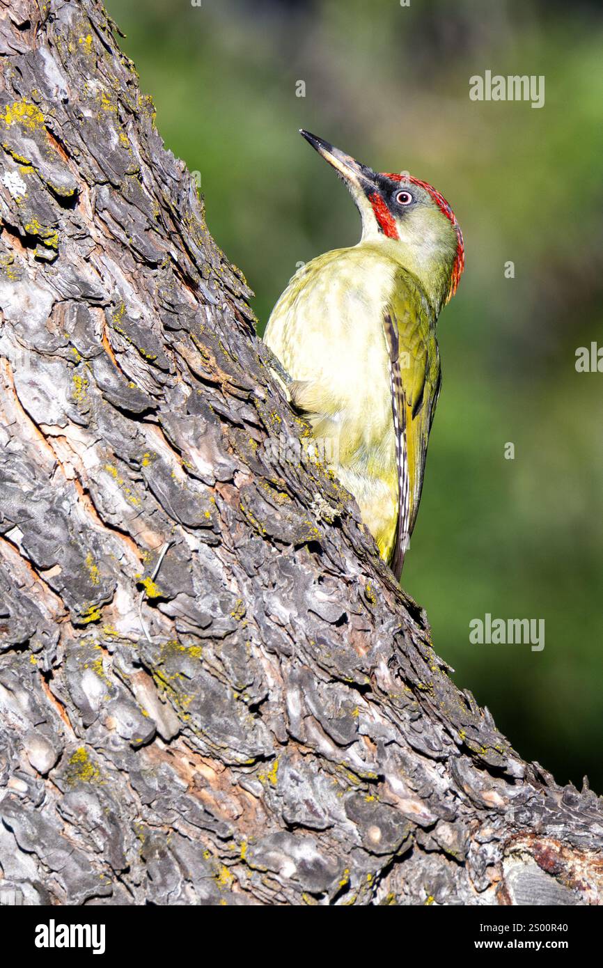 The European Green Woodpecker, an insectivorous bird feeding on ants ...