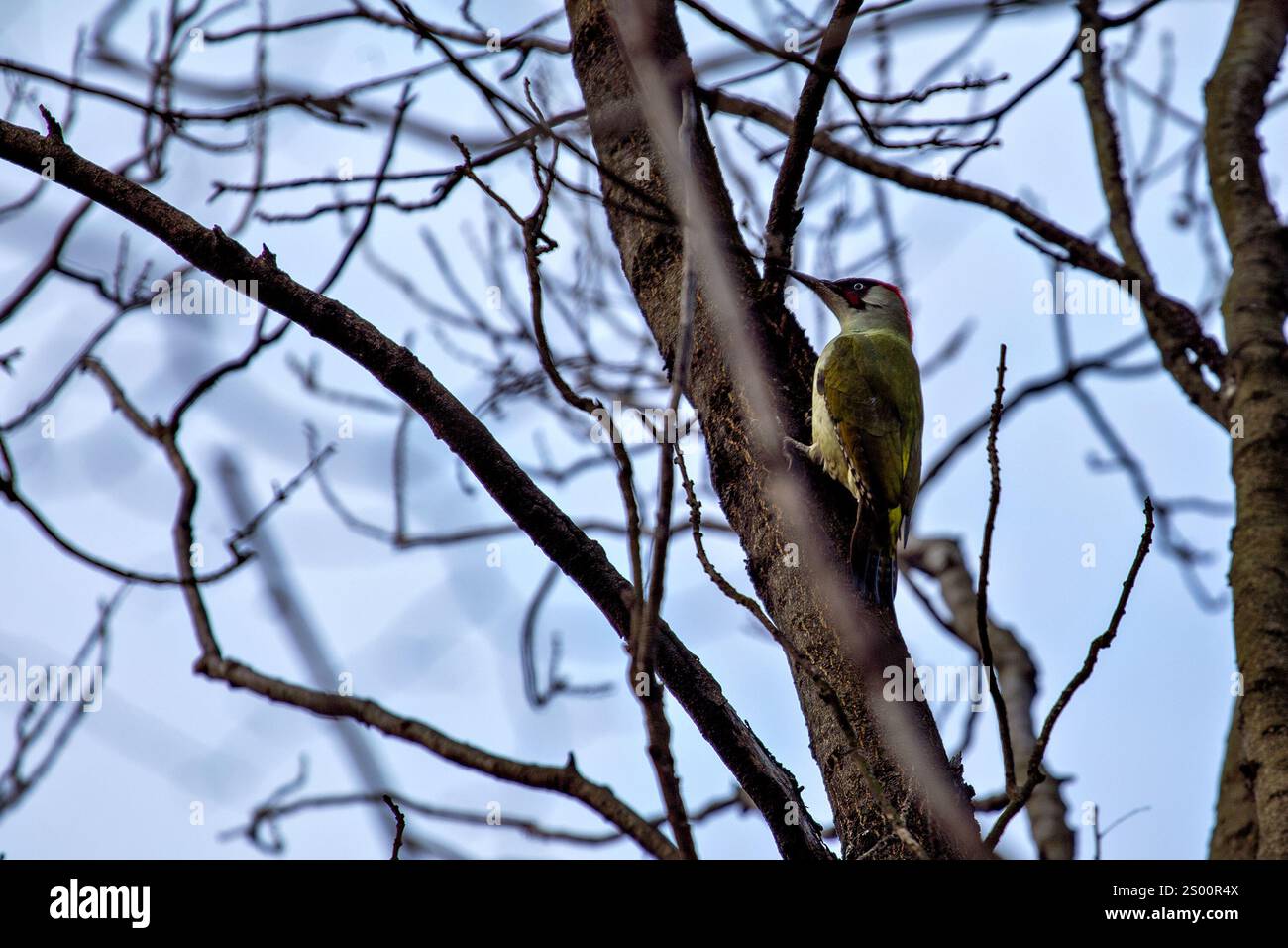 The European Green Woodpecker, an insectivorous bird feeding on ants ...