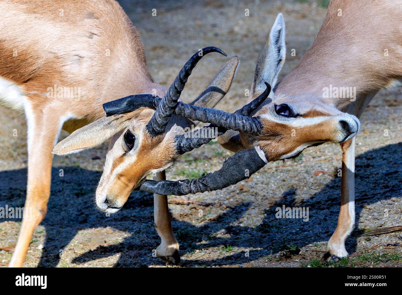 The Dorcas Gazelle, a herbivore feeding on grasses and leaves, thrives ...