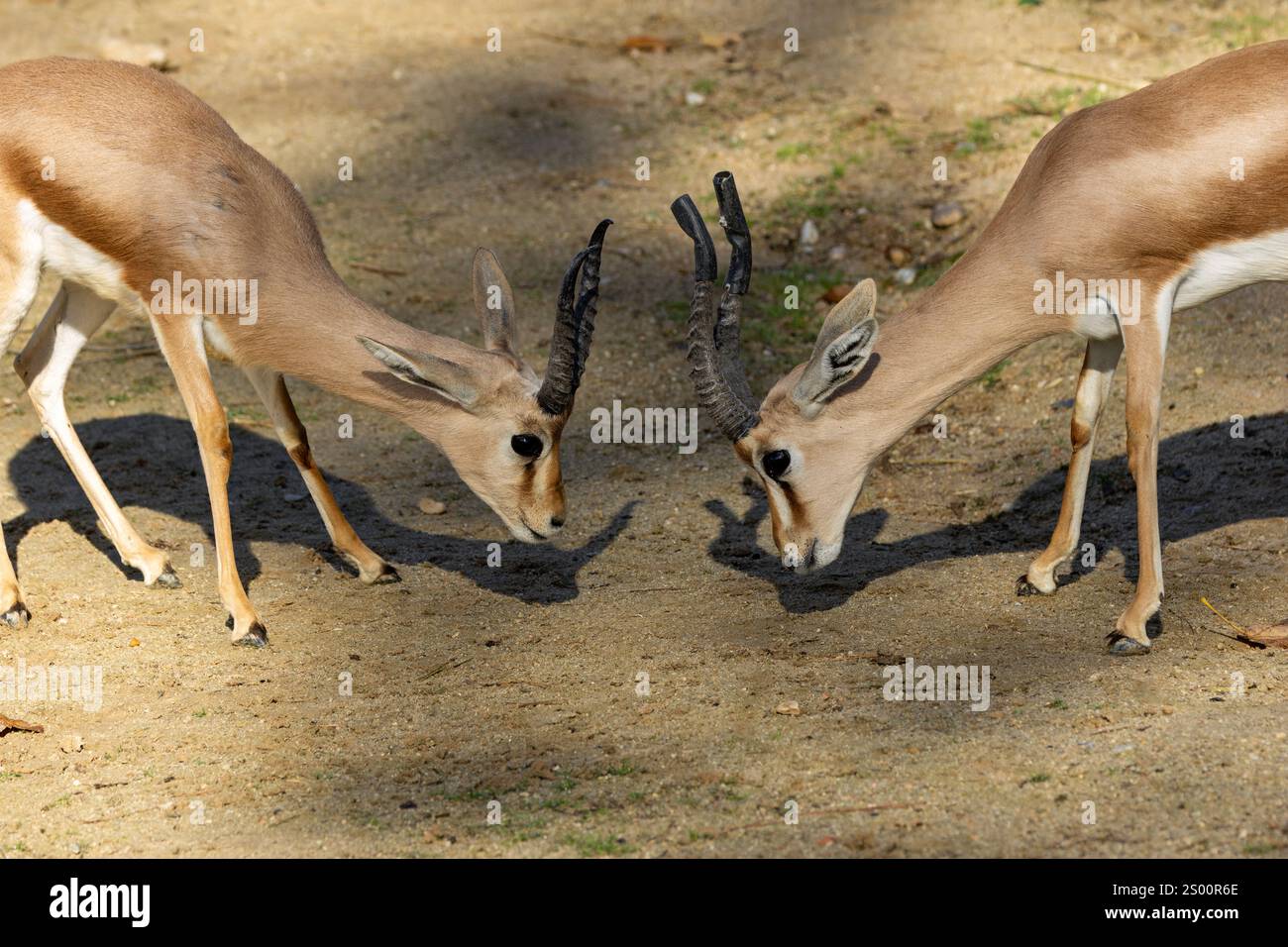 The Dorcas Gazelle, a herbivore feeding on grasses and leaves, thrives ...