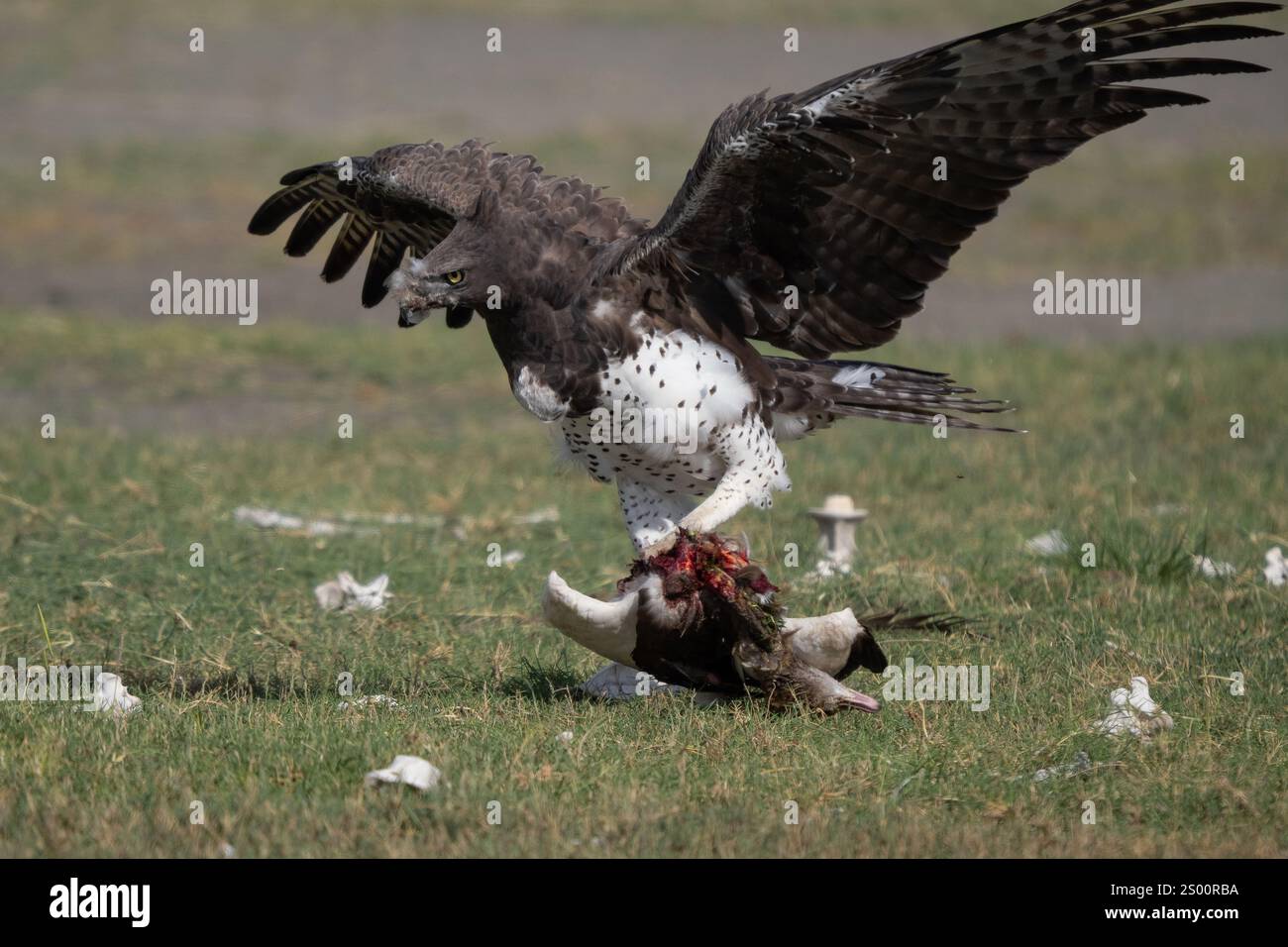 Martial Eagle (Polemaetus bellicosus) dragging a kill along the ground ...