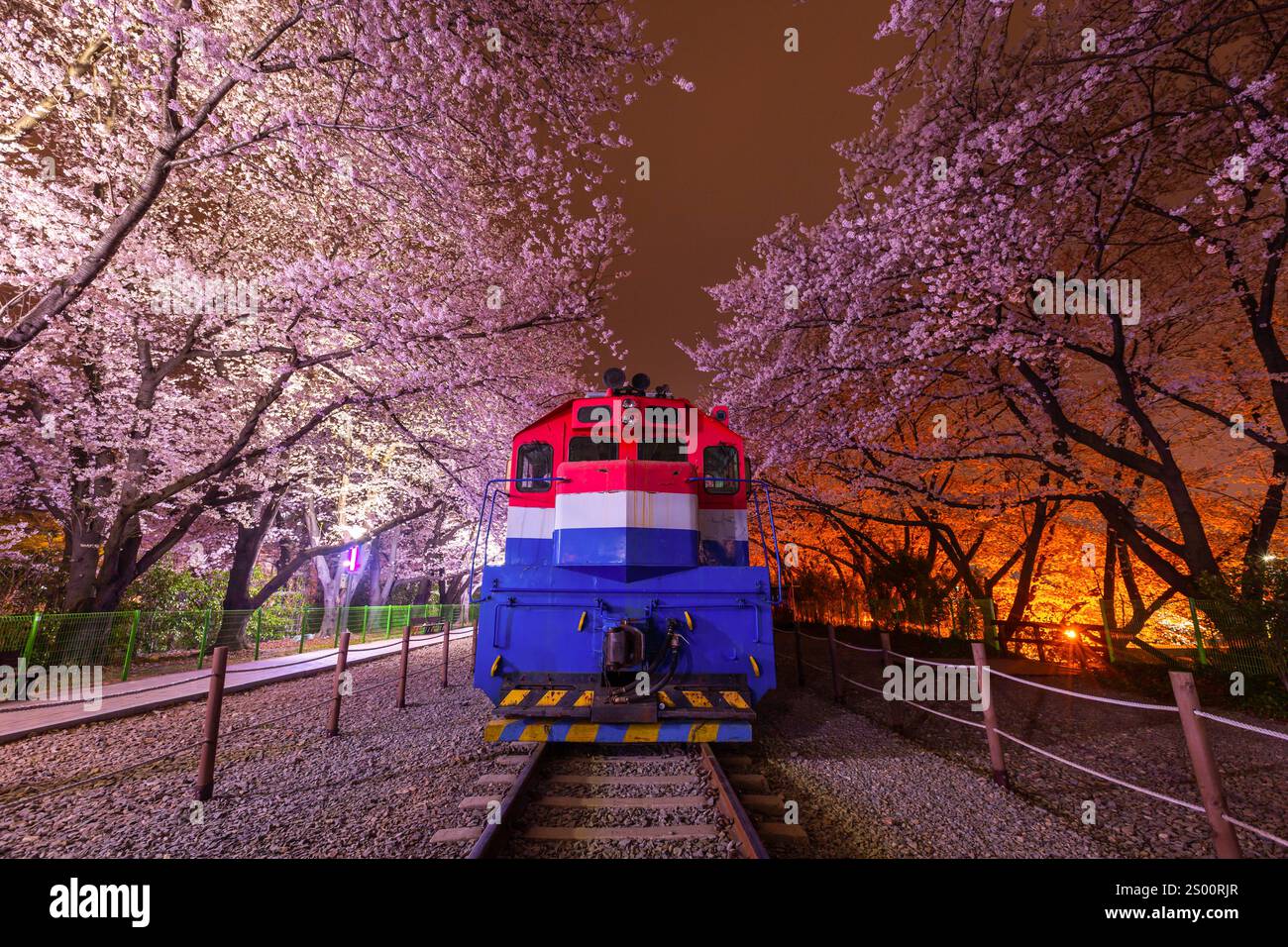 Cherry blossom at night and train in spring in Korea is the popular ...