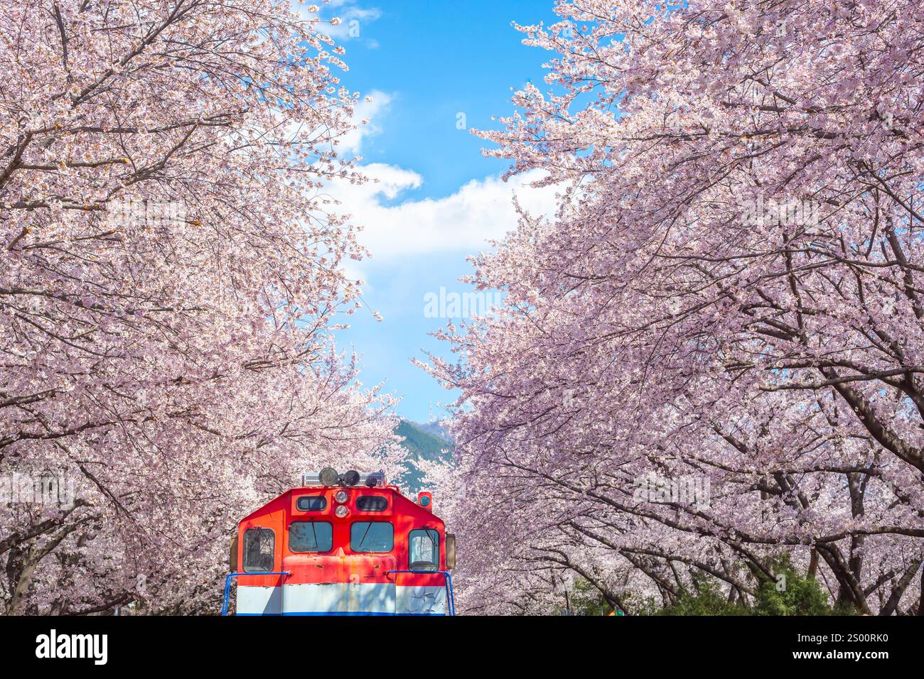 Cherry blossom and train in spring in Korea is the popular cherry ...