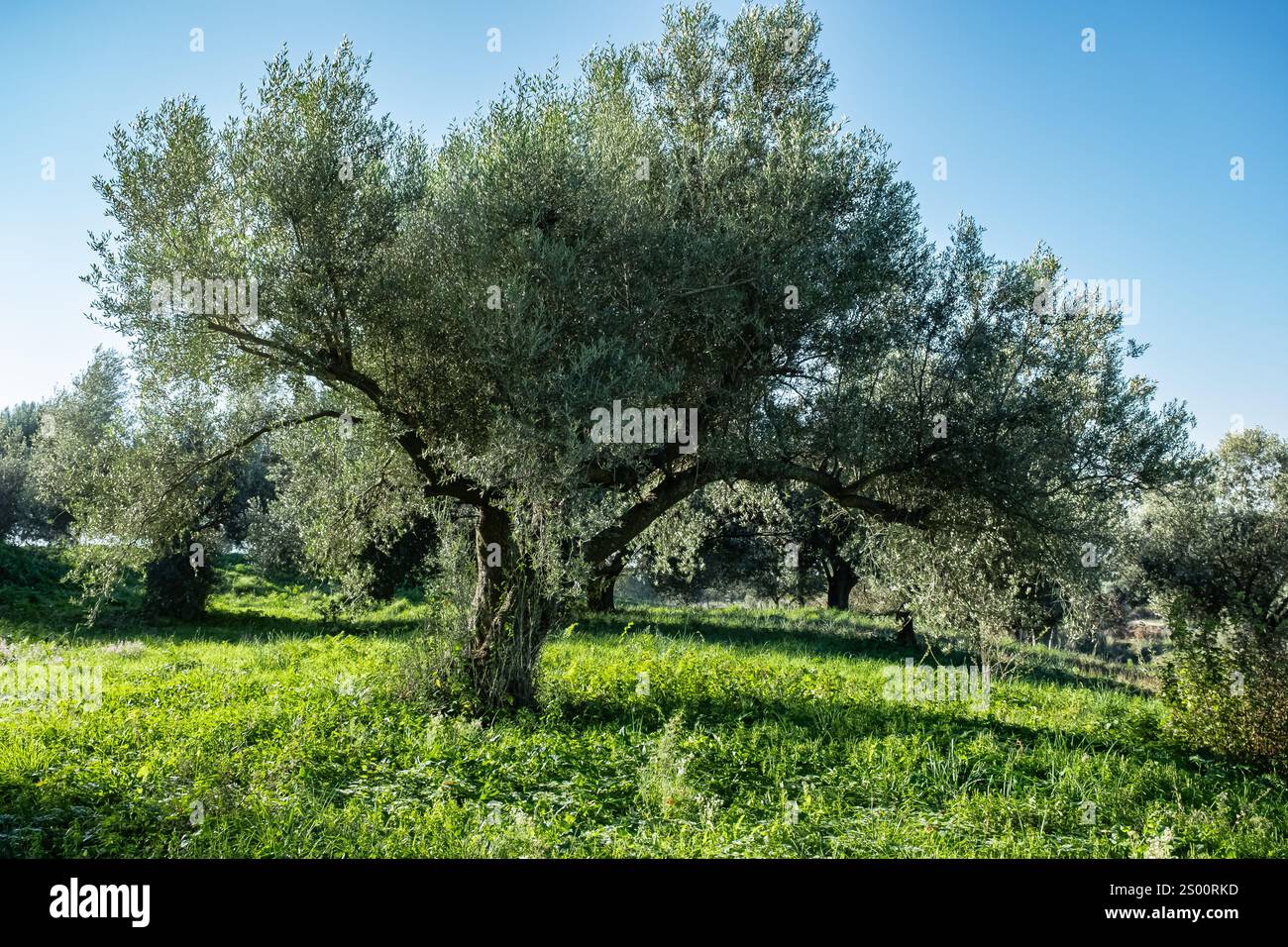 Olive orchard in Provence, beautiful garden of olive trees in Israel ...
