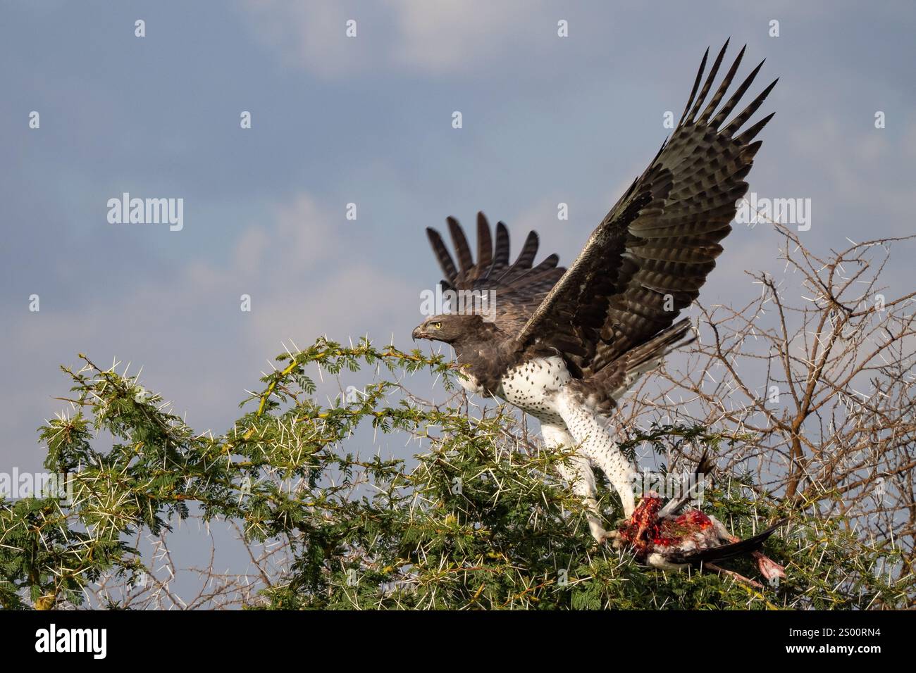 Martial Eagle (Polemaetus bellicosus) taking flight with a recent kill ...