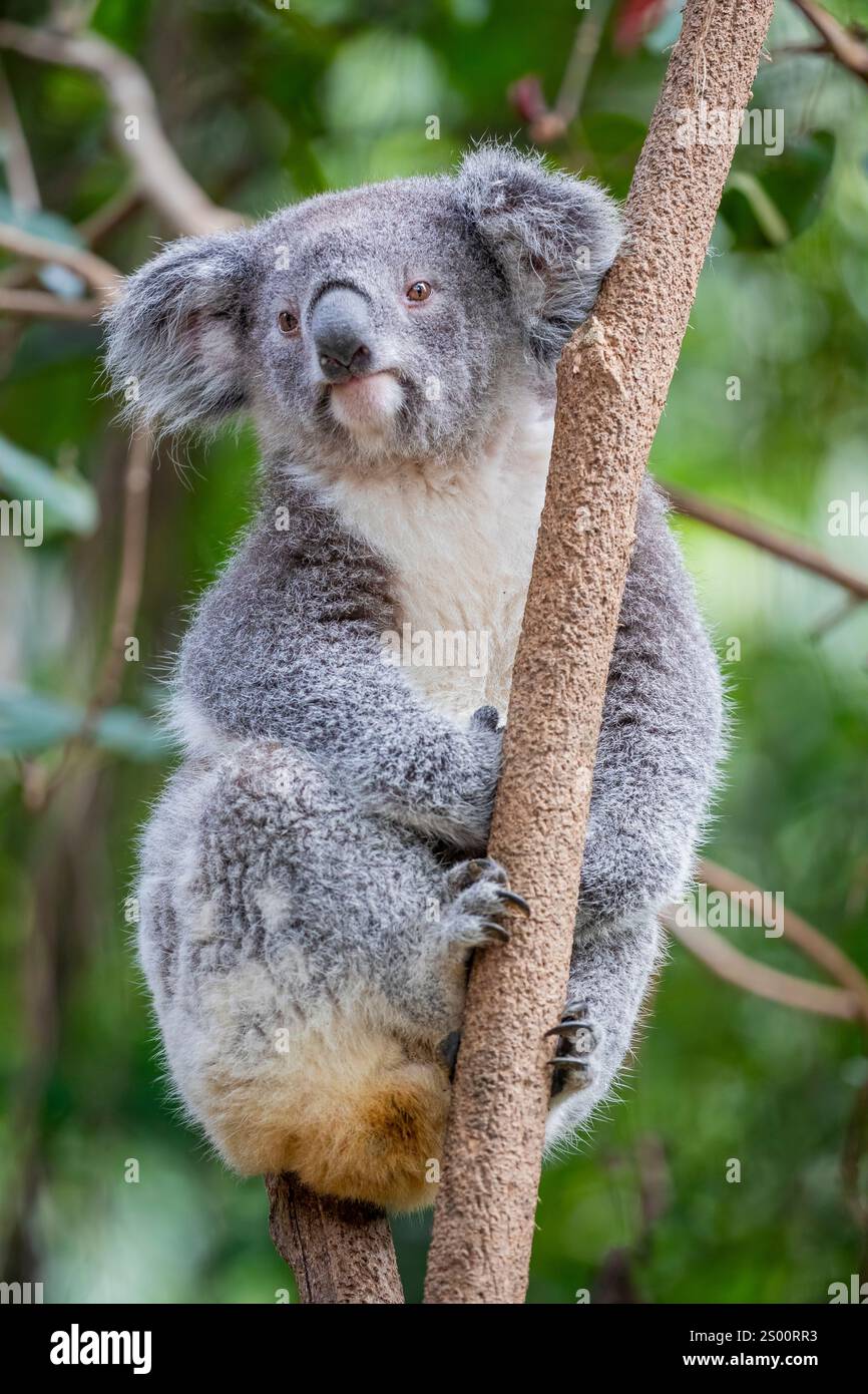 The koala (Phascolarctos cinereus) is an arboreal herbivorous marsupial ...