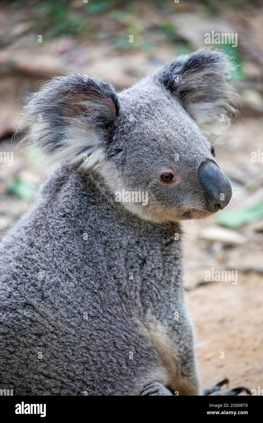 The koala (Phascolarctos cinereus) is an arboreal herbivorous marsupial ...