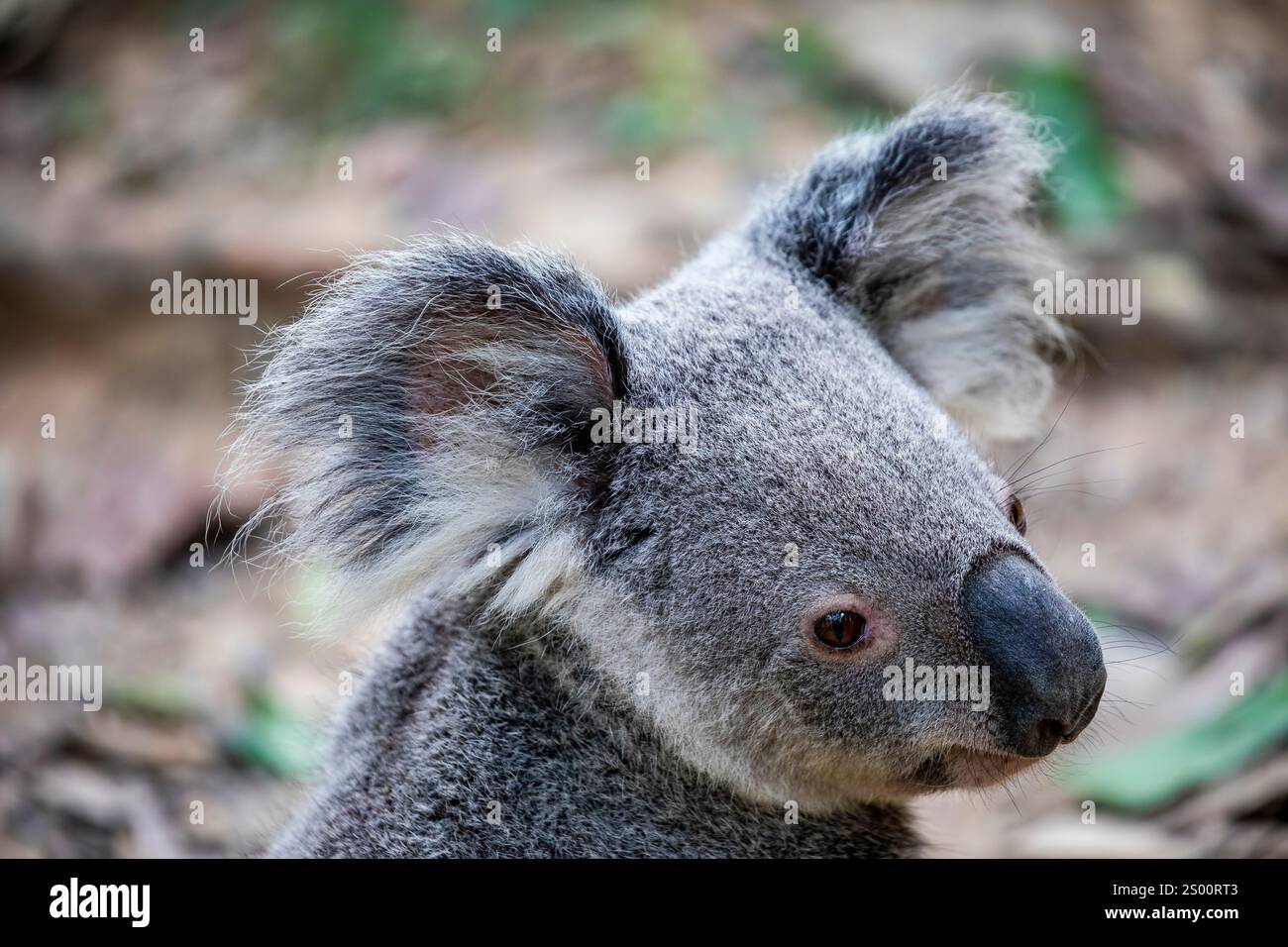 The koala (Phascolarctos cinereus) is an arboreal herbivorous marsupial ...