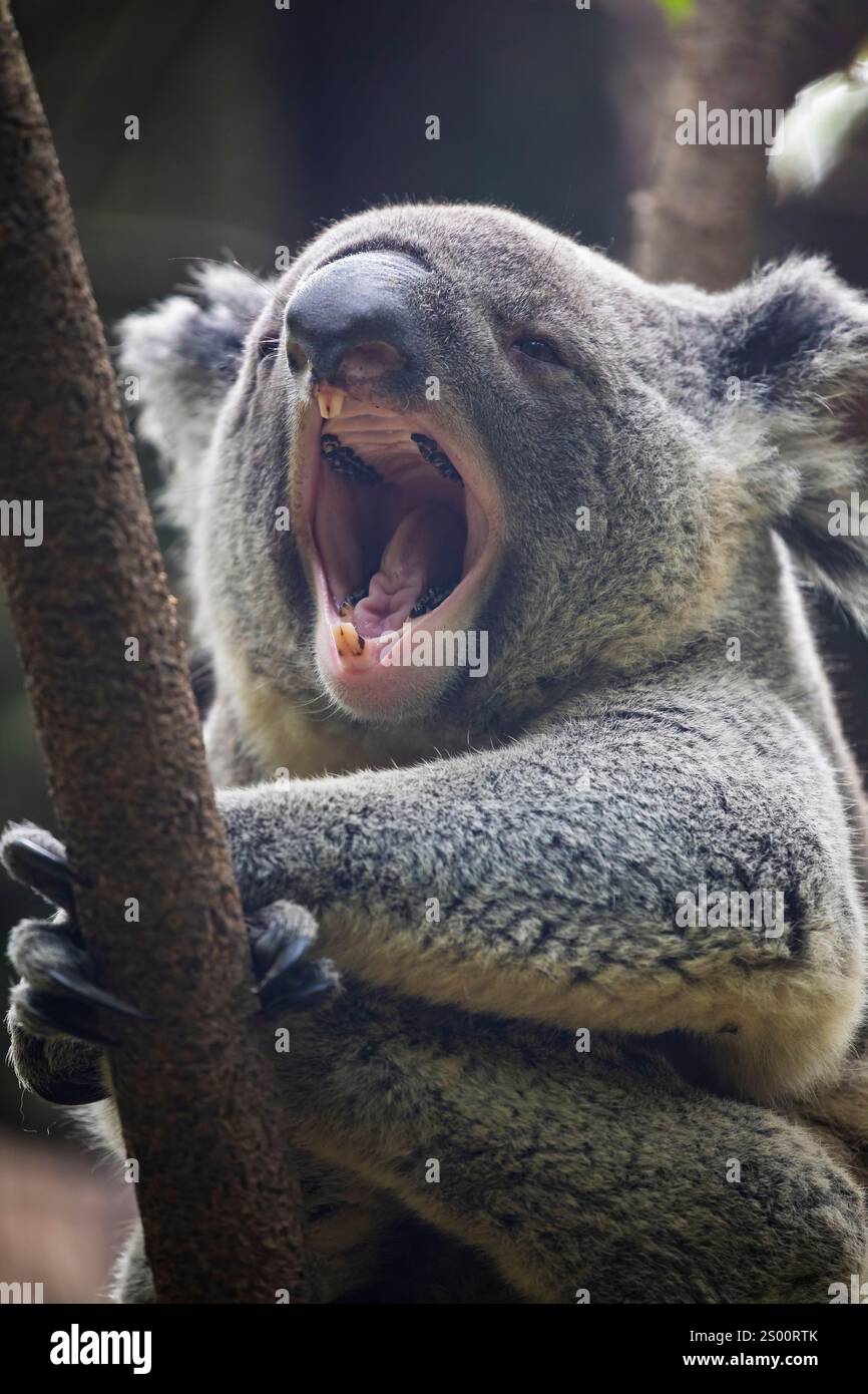 The koala (Phascolarctos cinereus) is an arboreal herbivorous marsupial ...