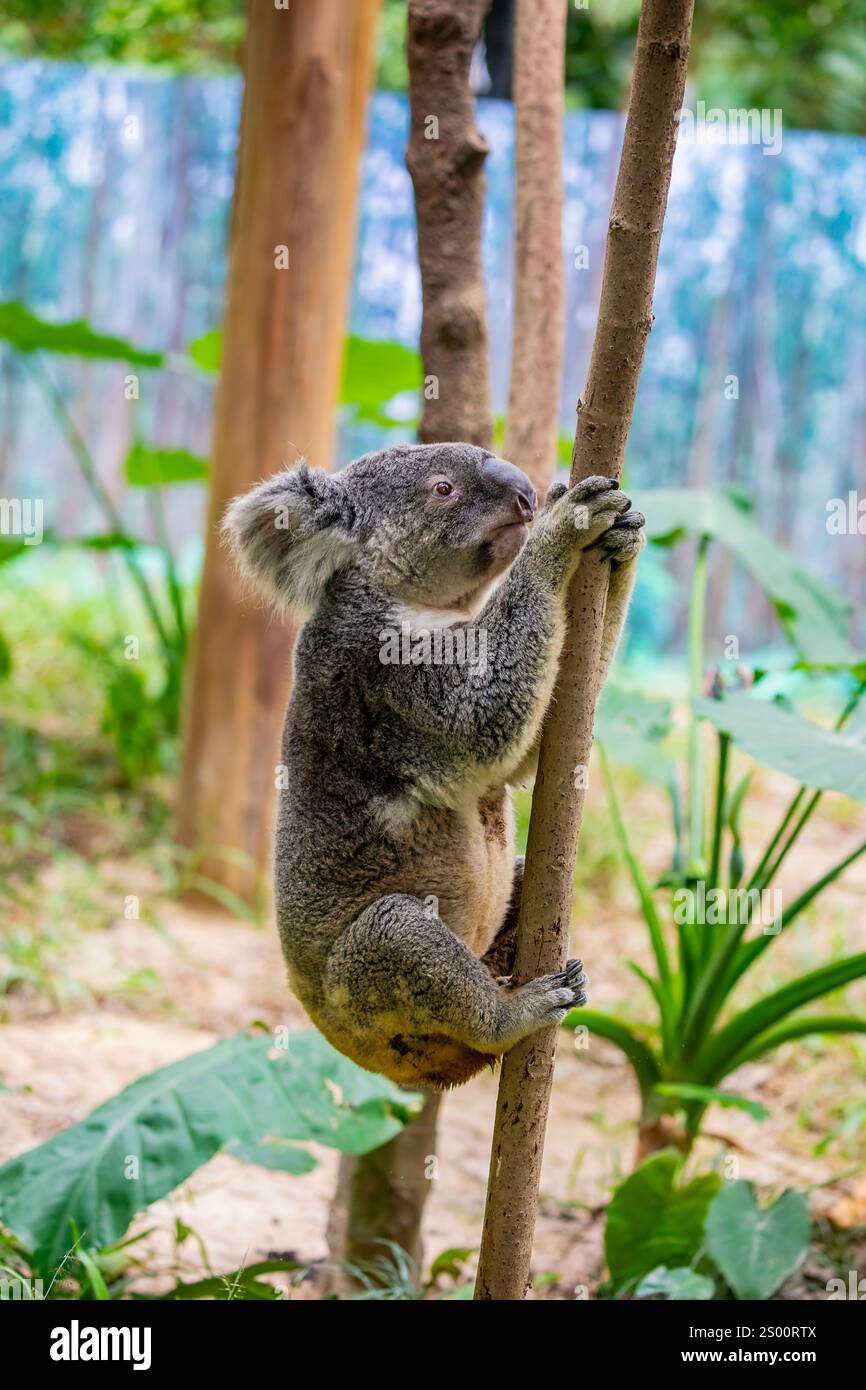 The koala (Phascolarctos cinereus) is an arboreal herbivorous marsupial ...