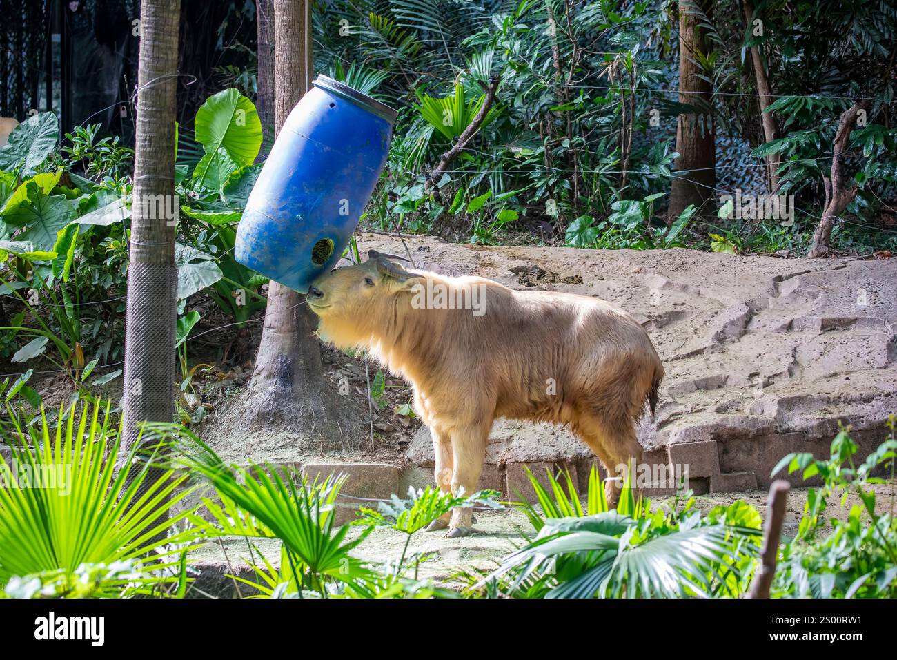 A Golden Takin in Guangzhou Chimelong Safari Park China is taking the ...