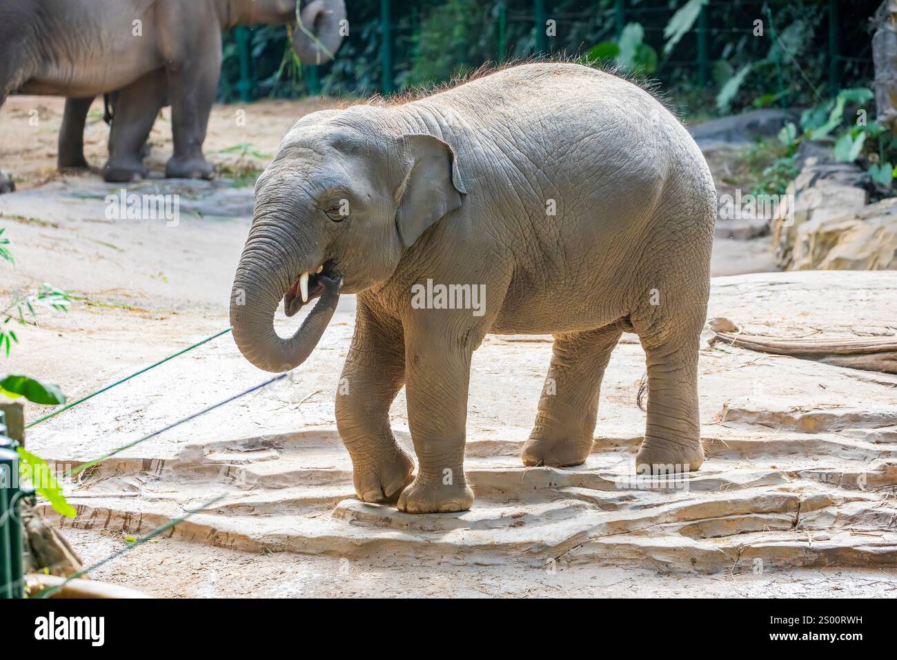 Asian elephant (Elephas maximus ) from Guangzhou Chimelong Safari Park China, the China's ...