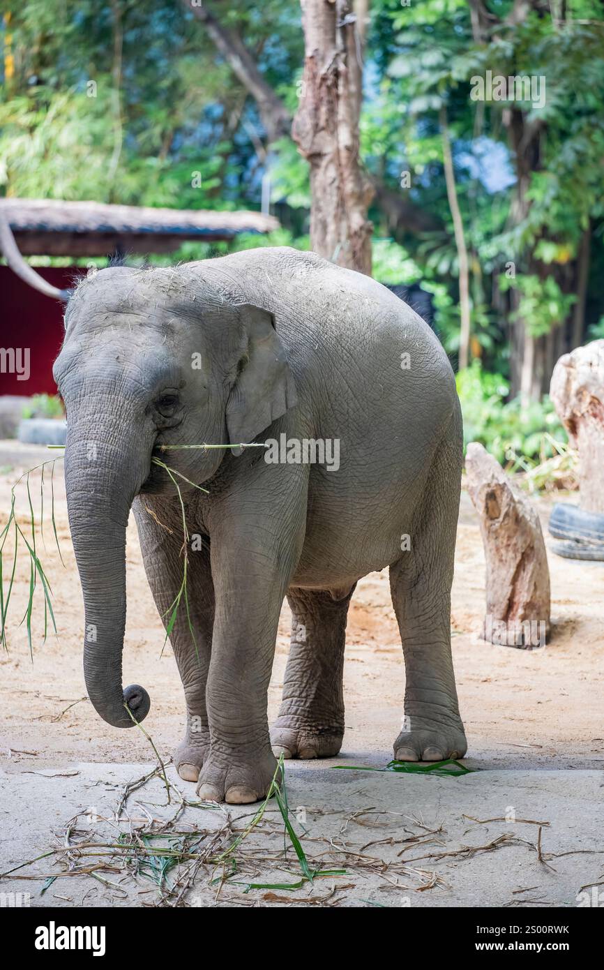 Asian elephant (Elephas maximus ) from Guangzhou Chimelong Safari Park China, the China's ...