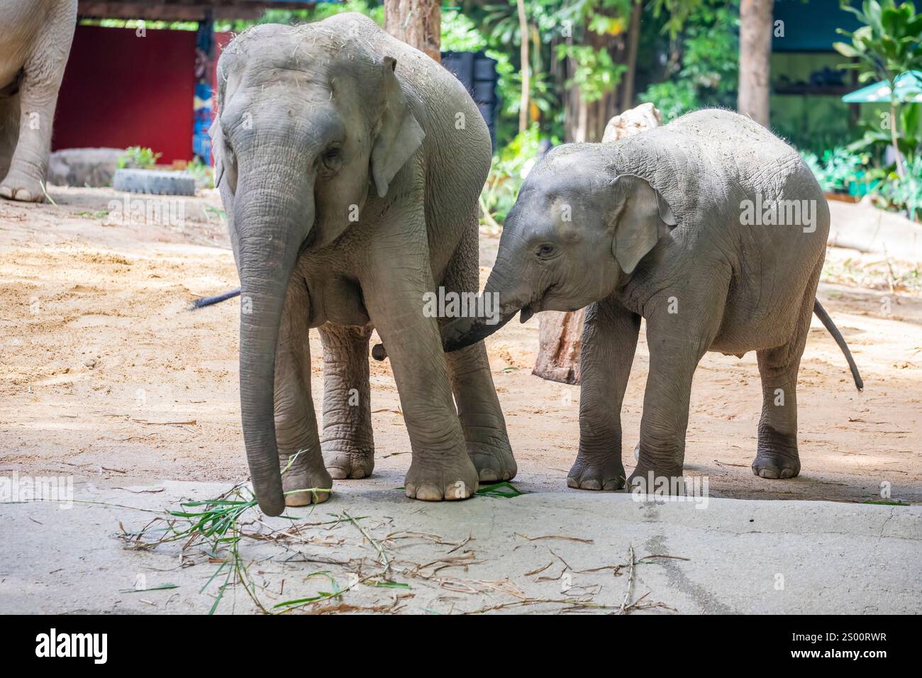 Asian elephant (Elephas maximus ) from Guangzhou Chimelong Safari Park China, the China's ...