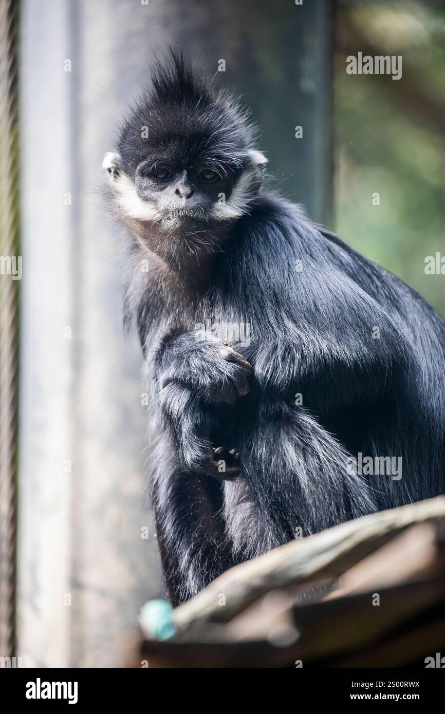 The François' langur (Trachypithecus francoisi) is a medium-sized ...