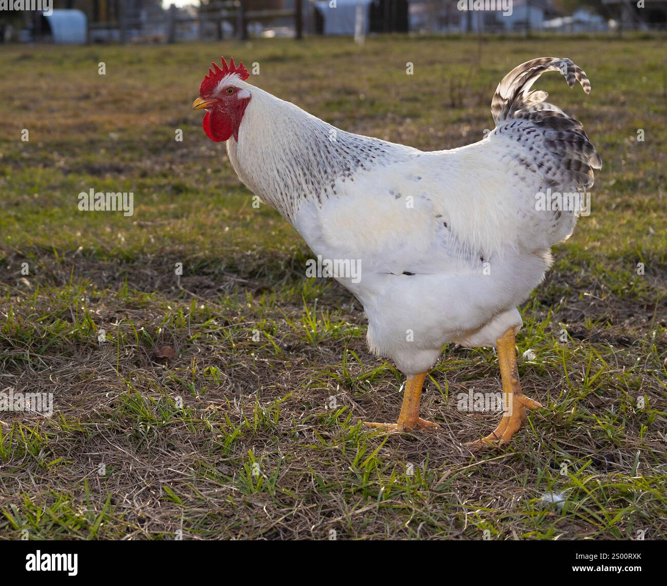 White Delaware rooster that is free ranging on a farm in North Carolina ...