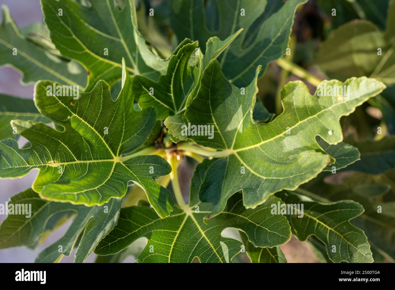 Fig Leaves Grow Dark Green In Fall Stock Photo - Alamy