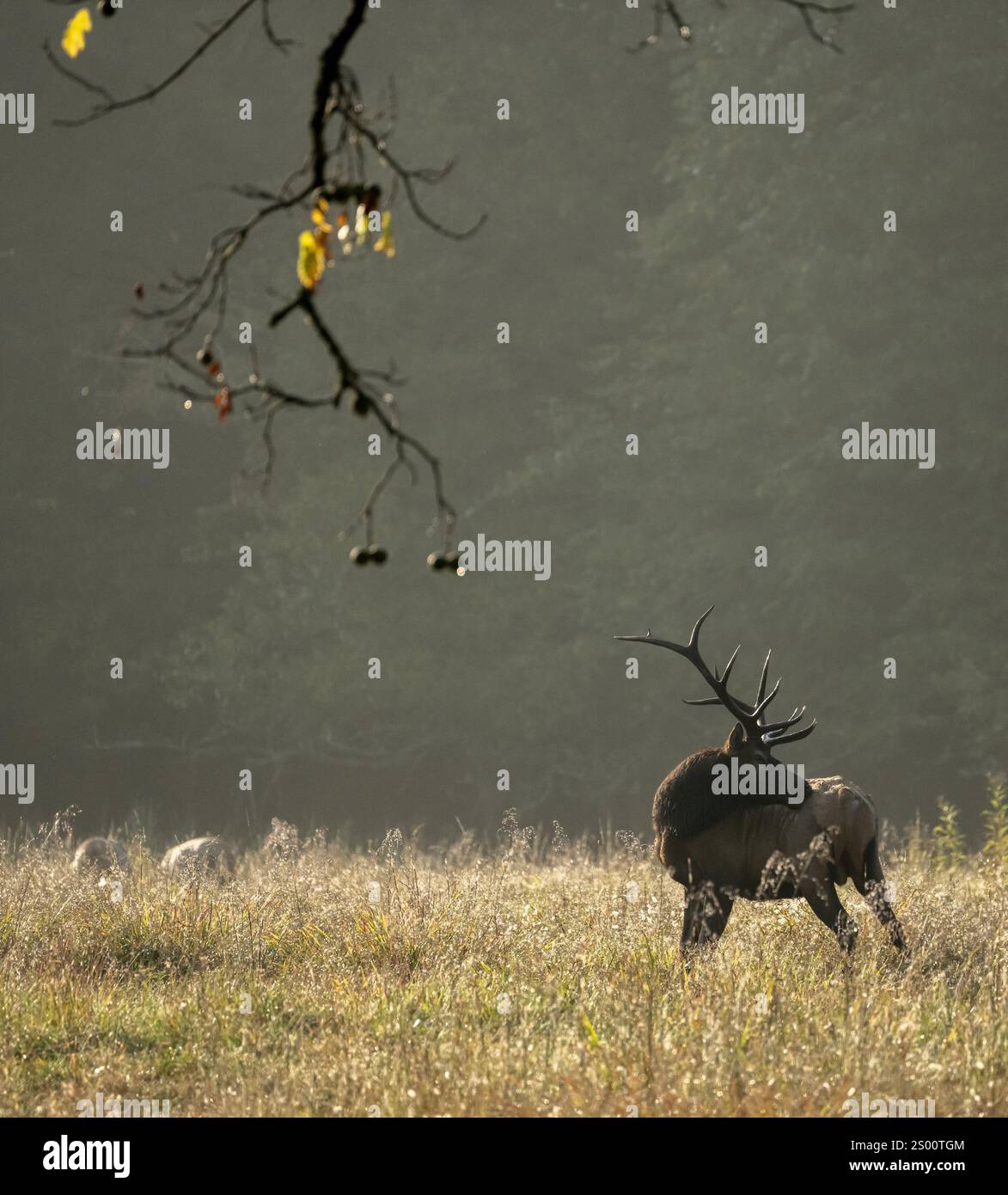 Gnarly Tree Branch Hangs Down Matching The Gnarly Antlers Of Bull Elk ...