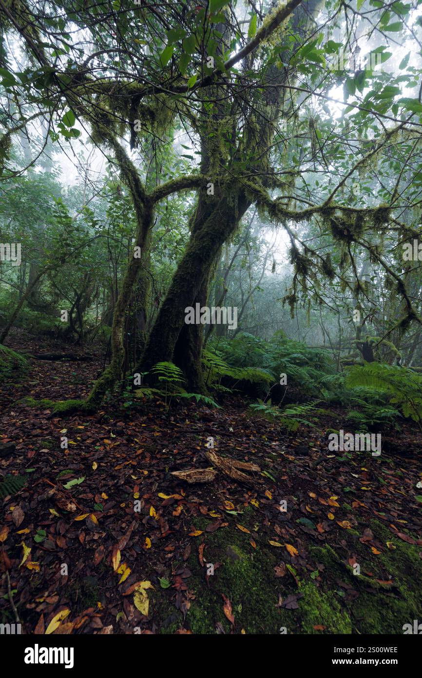 Hiking through the laurel forest in the Anaga Rural Park in Tenerife ...
