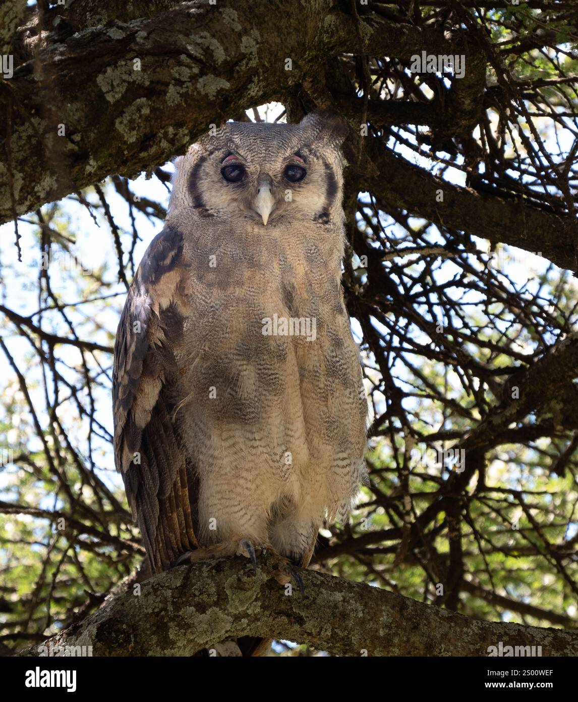 Verreaux's Eagle-Owl (Bubo lacteus Stock Photo - Alamy