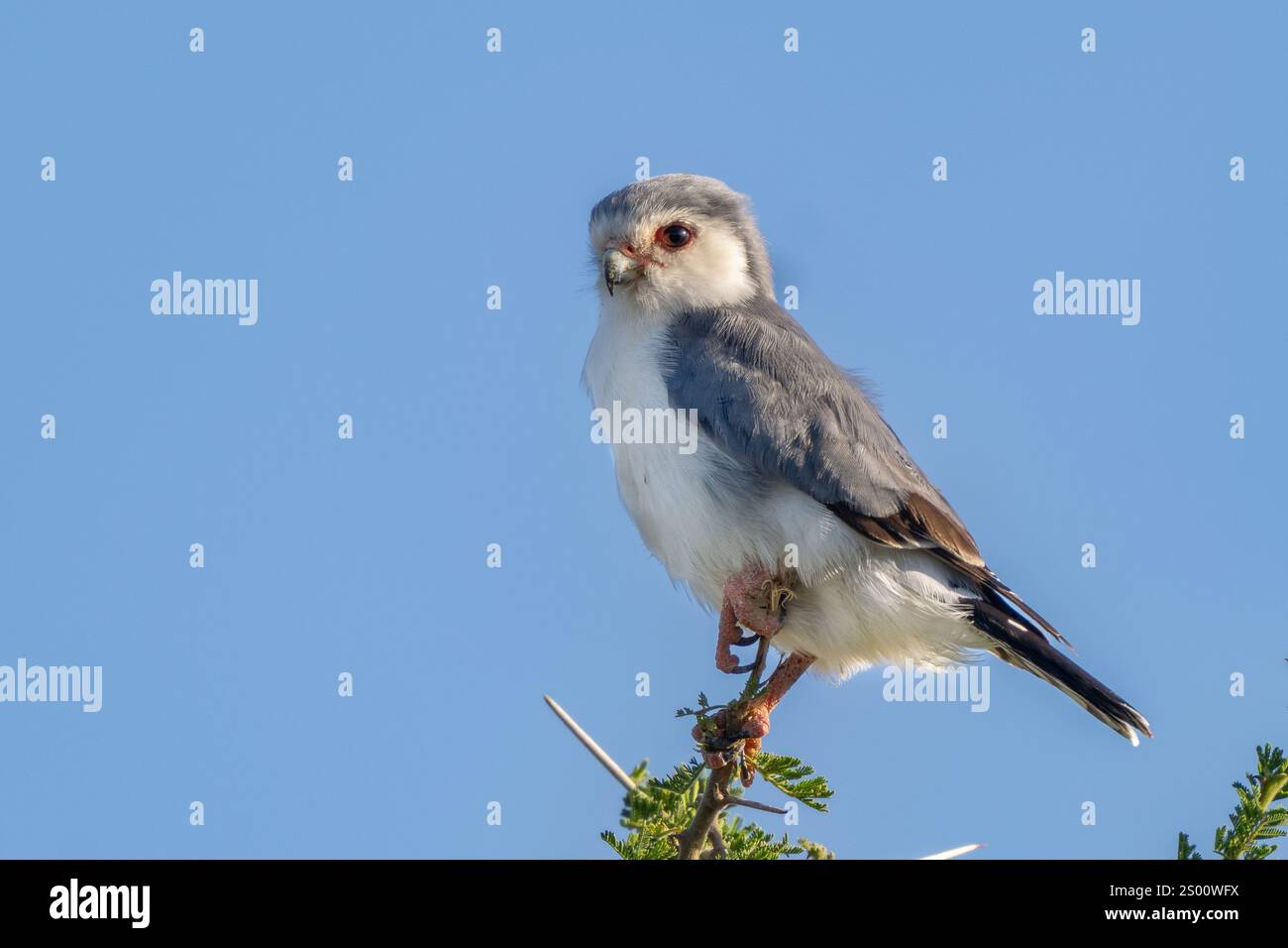 Pygmy Falcon (Polihierax semitorquatus Stock Photo - Alamy