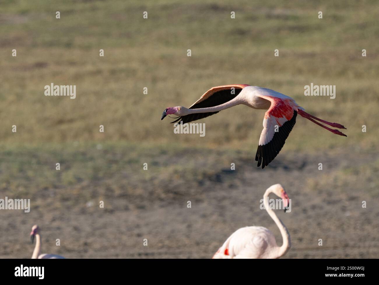 Greater Flamingo (Phoenicopterus roseus) in flight low Stock Photo - Alamy