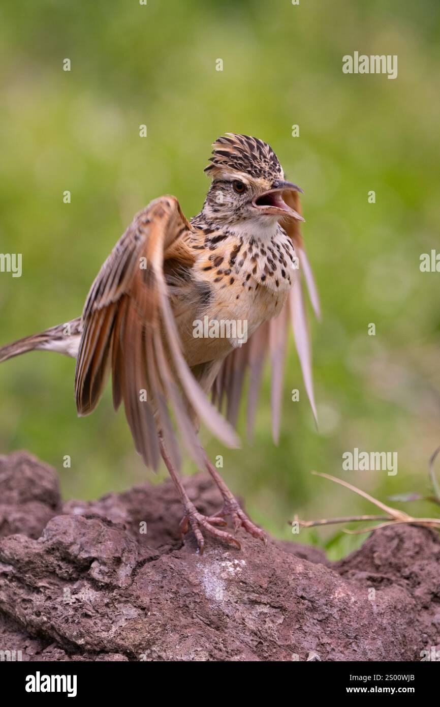 Rufous-naped Lark (Mirafra africana) stretching it wings Stock Photo ...