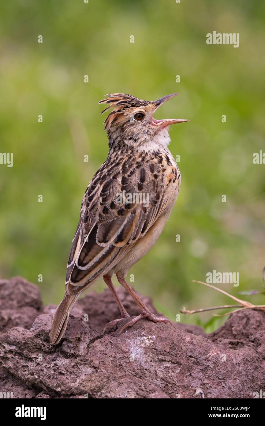 Rufous-naped Lark (Mirafra africana) calling Stock Photo - Alamy